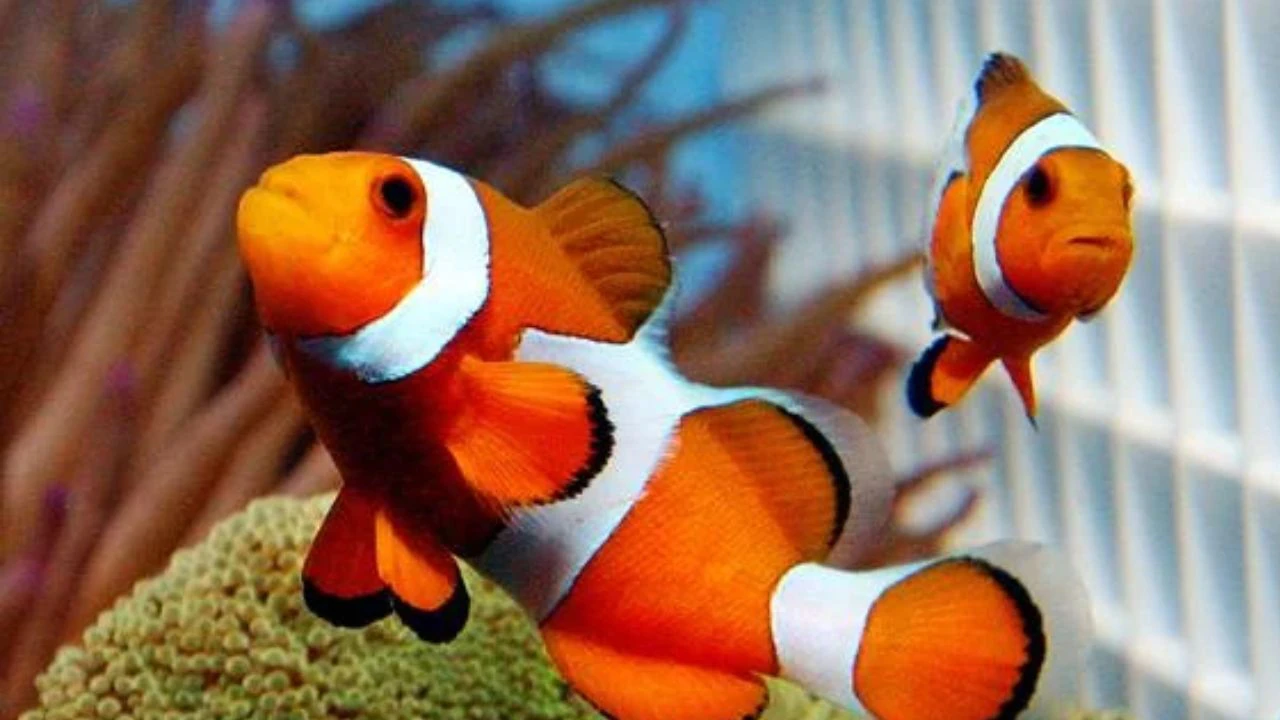 ปลากระเทยในทะเลที่สามารถเปลี่ยนเพศของเพศหญิงเป็นเพศชายได้ การวิจัย ...